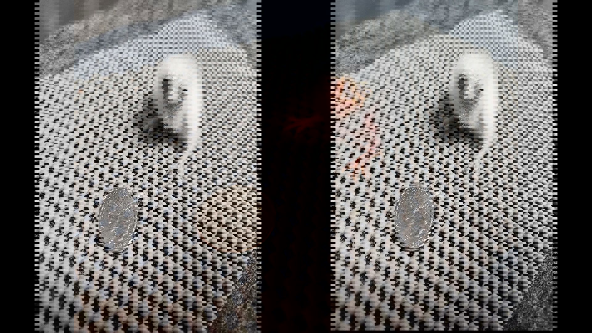 San Antonio Zoo welcomes record-breaking pygmy falcon chick | kens5.com