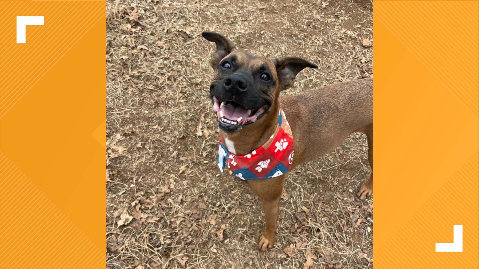 5-year-old Boxer mix named Scout has been at shelter for over three ...