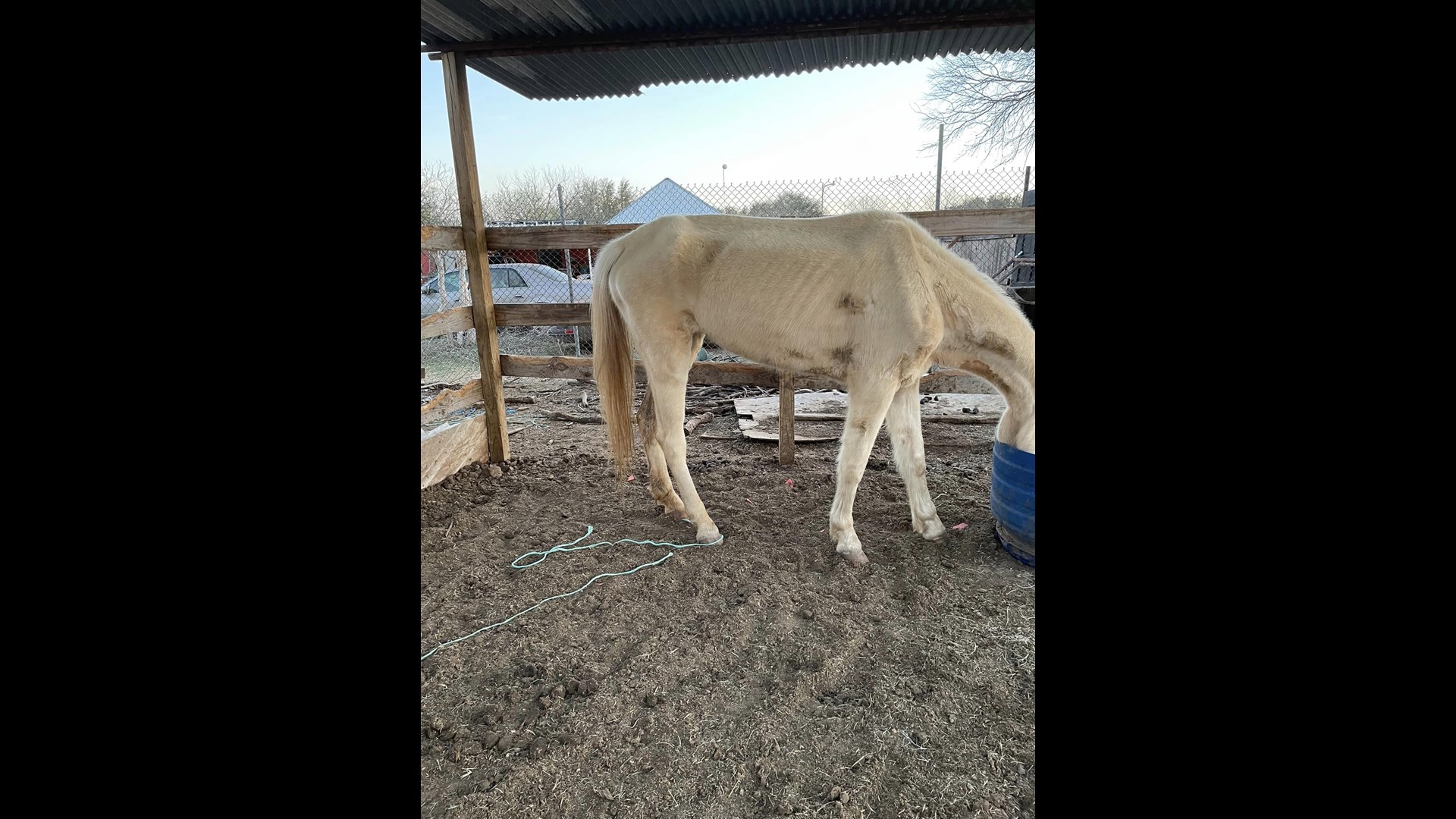 Horses rescued from deplorabel conditions, no food or water | kens5.com