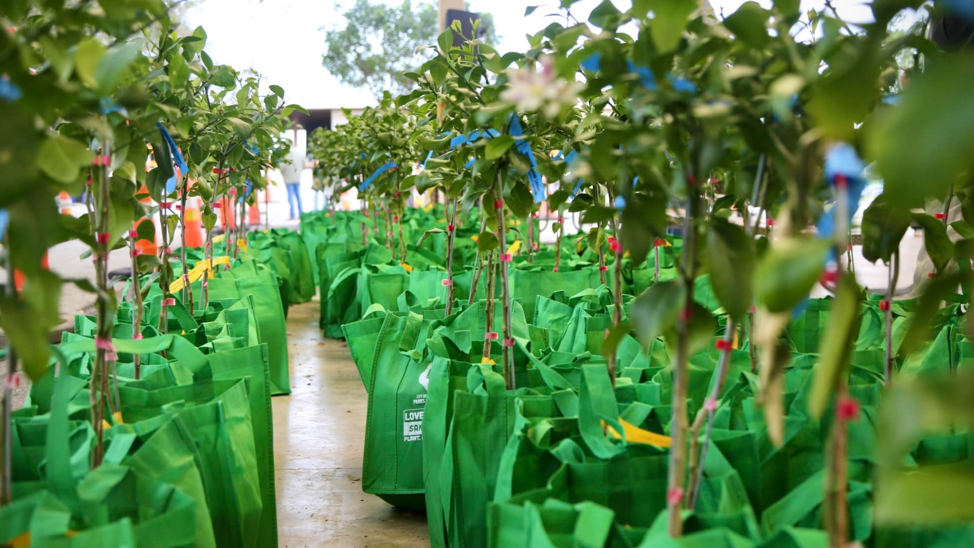 City of SA hosting free fruit tree giveaway on west-side Saturday ...