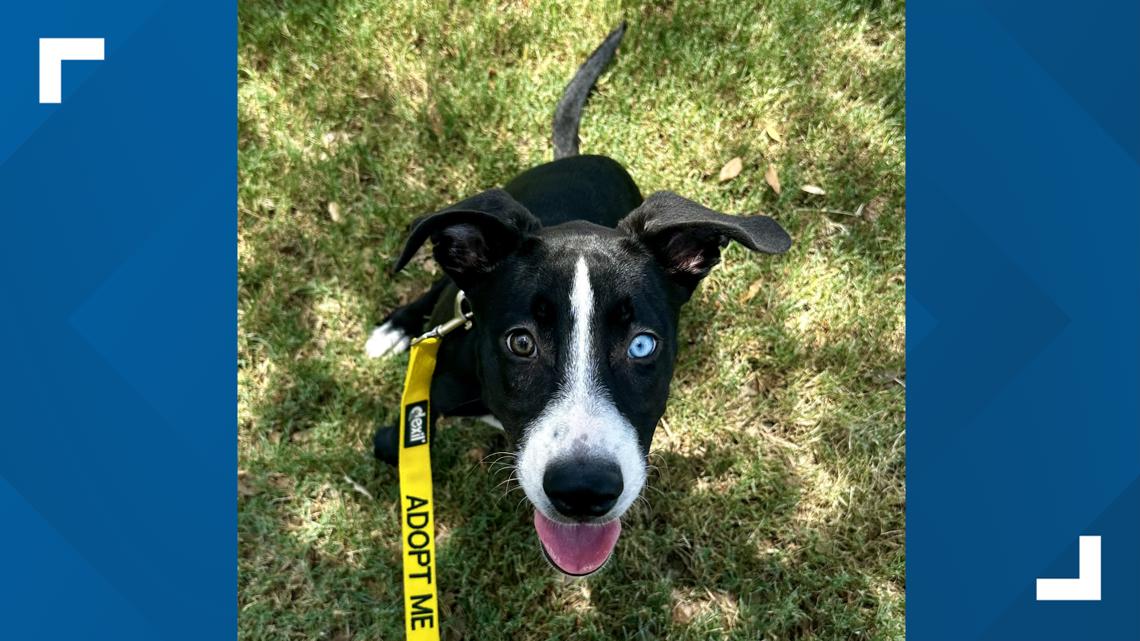 Arya is an active, mixed breed dog with energy to burn | Forgotten ...