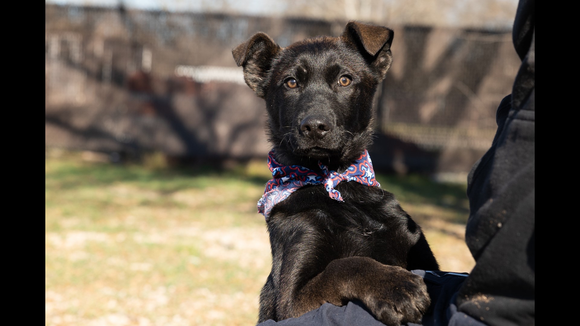 Debo has been at the shelter his entire life | Forgotten Friends ...