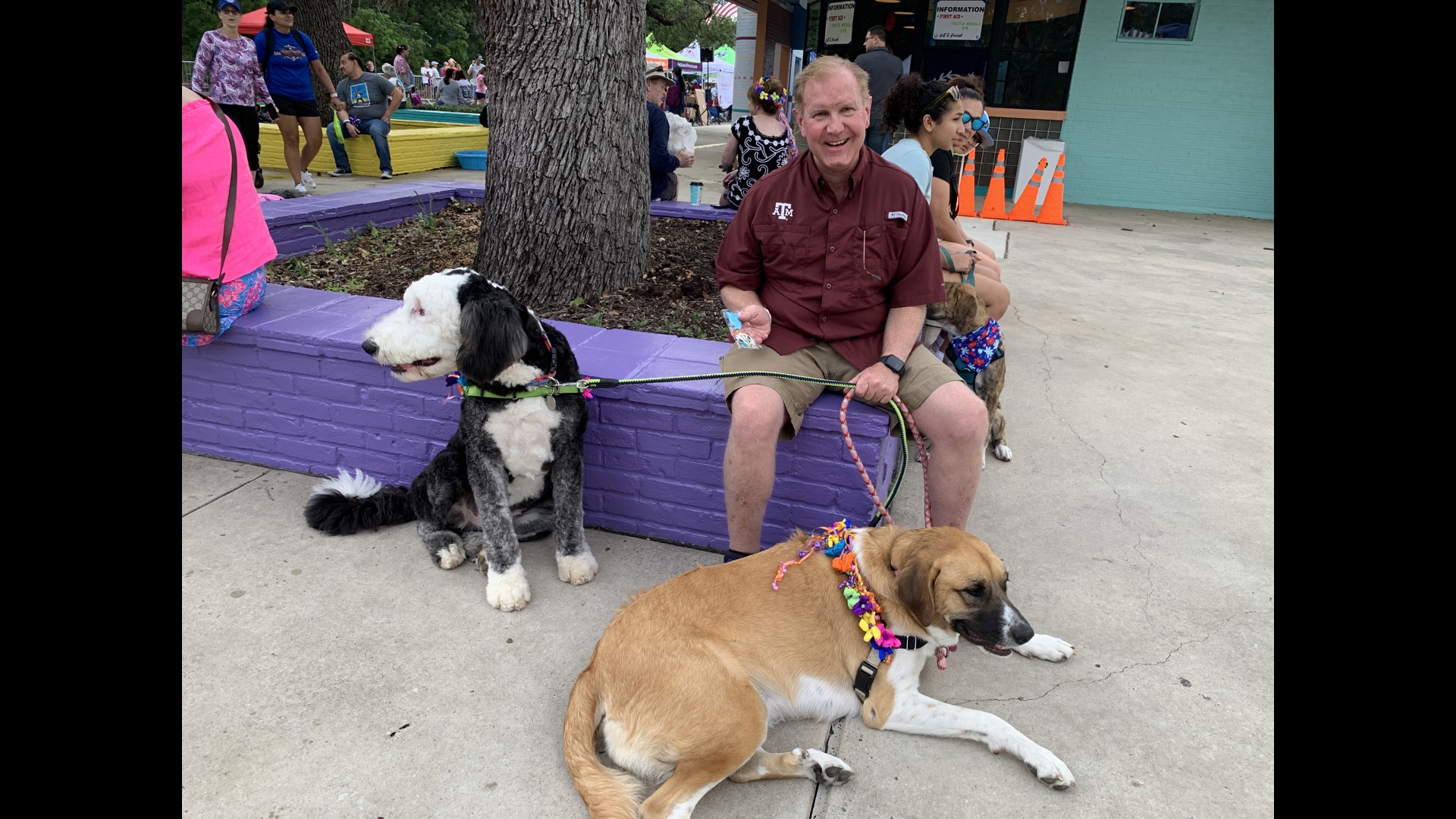The only parade for our four-legged friends | Fiesta Pooch Parade ...