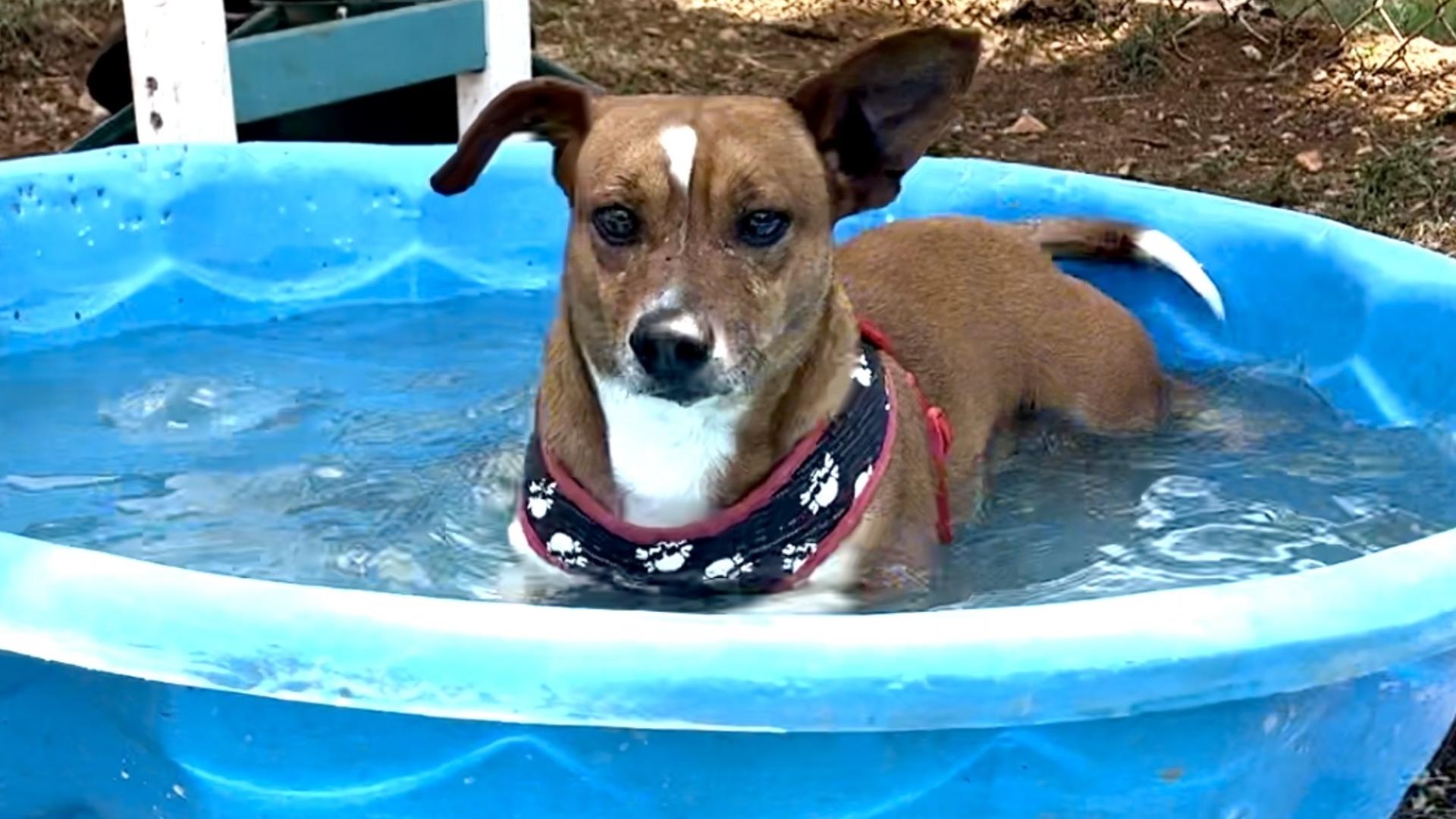 Forgotten Friends | Happy dog named Nash has a BIG personality | kens5.com