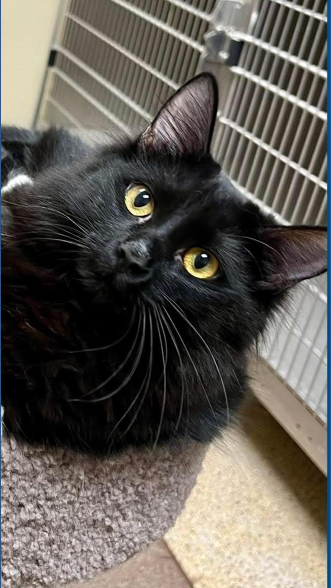 Mother, daughter pair Trixie and Pixie hope to be adopted together ...