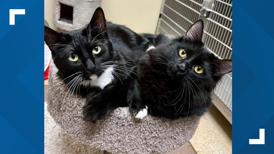 Mother, daughter pair Trixie and Pixie hope to be adopted together ...