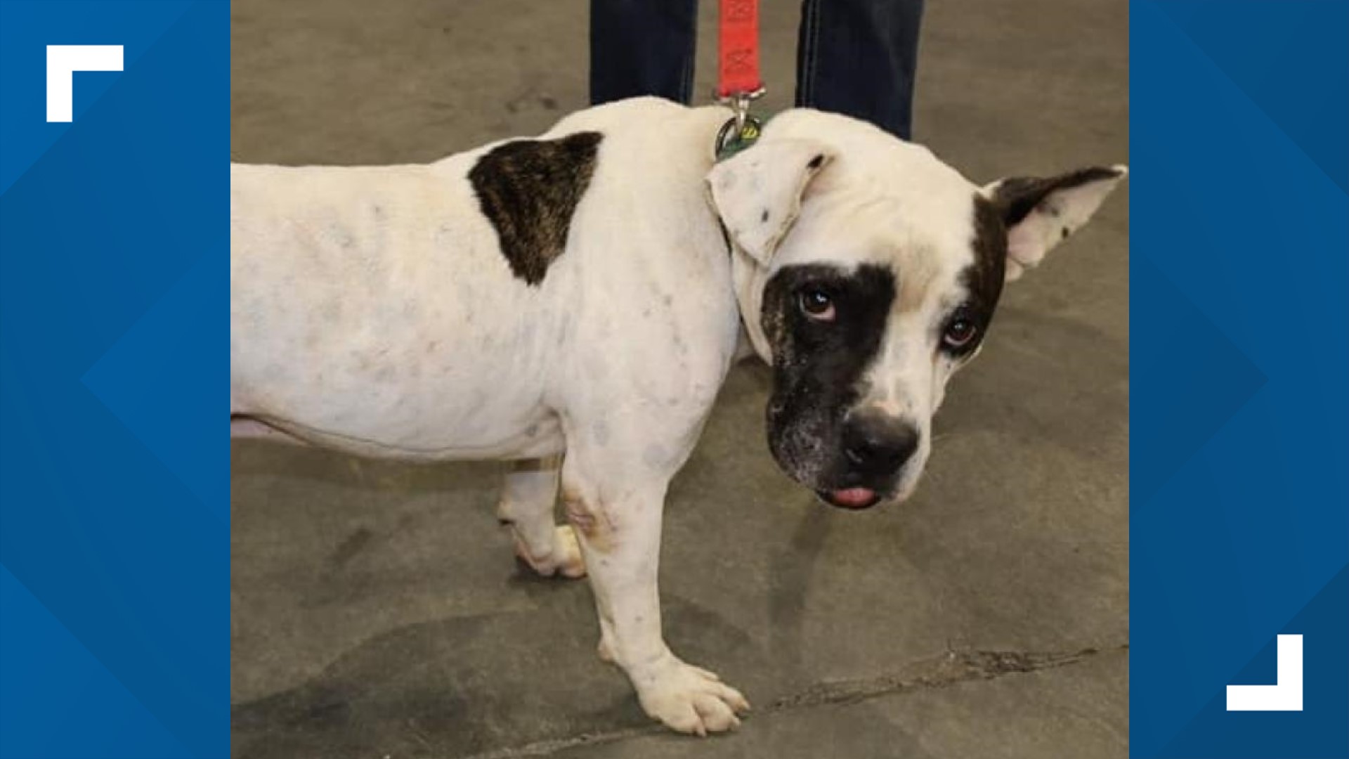 Patches was saved from certain death in east by God's Dogs Rescue ...