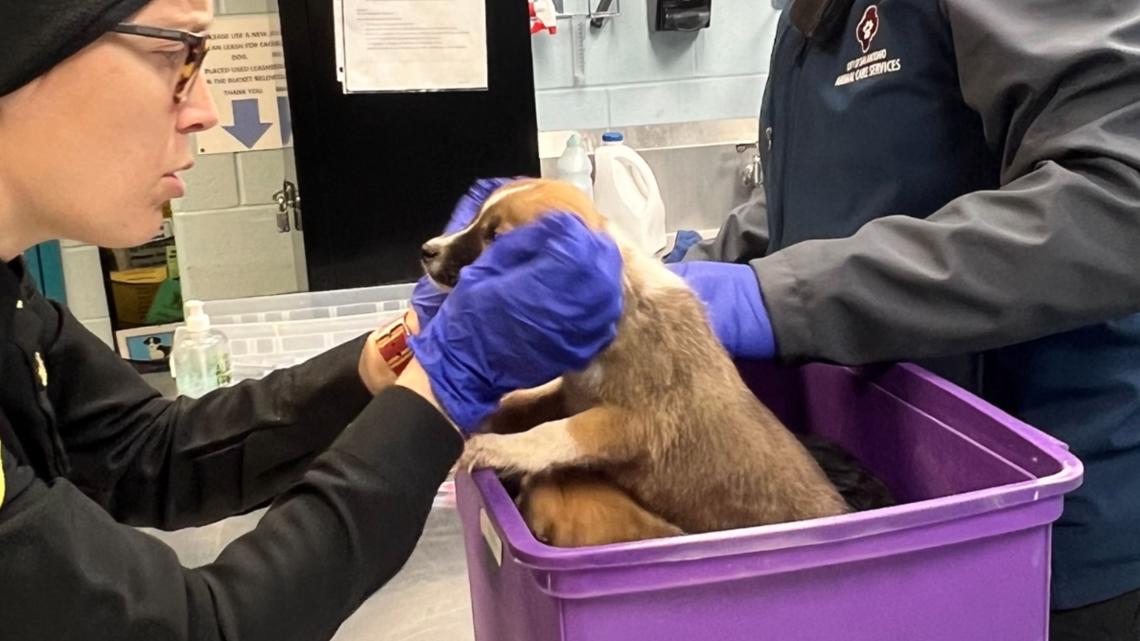 3 puppies left cold and wet in drainage ditch, covered in ticks | kens5.com