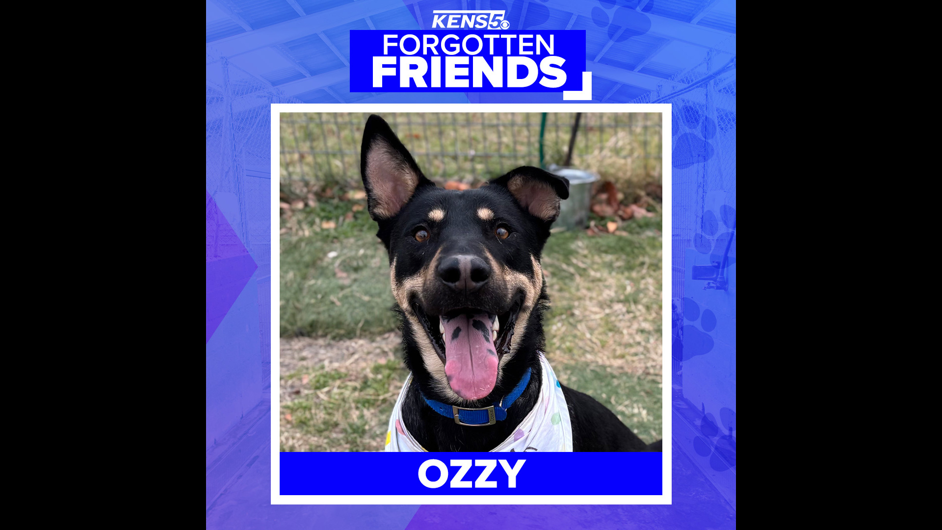 Ozzy the energetic shepherd mix seeks loving home | kens5.com
