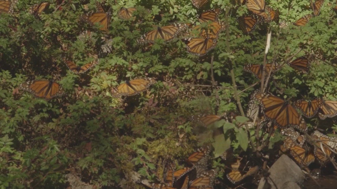 Monarch butterfly may soon be labeled as threatened under Endangered ...