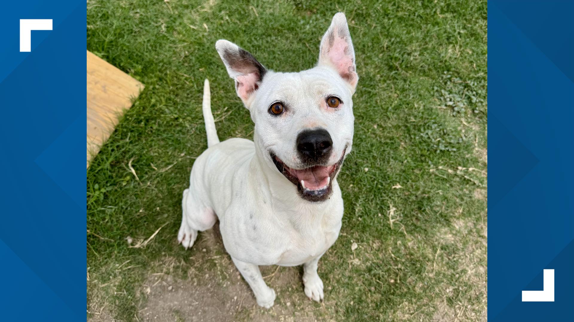 Adopt Pinky Tuscadero: A Terrier Mix Ready to Love | kens5.com