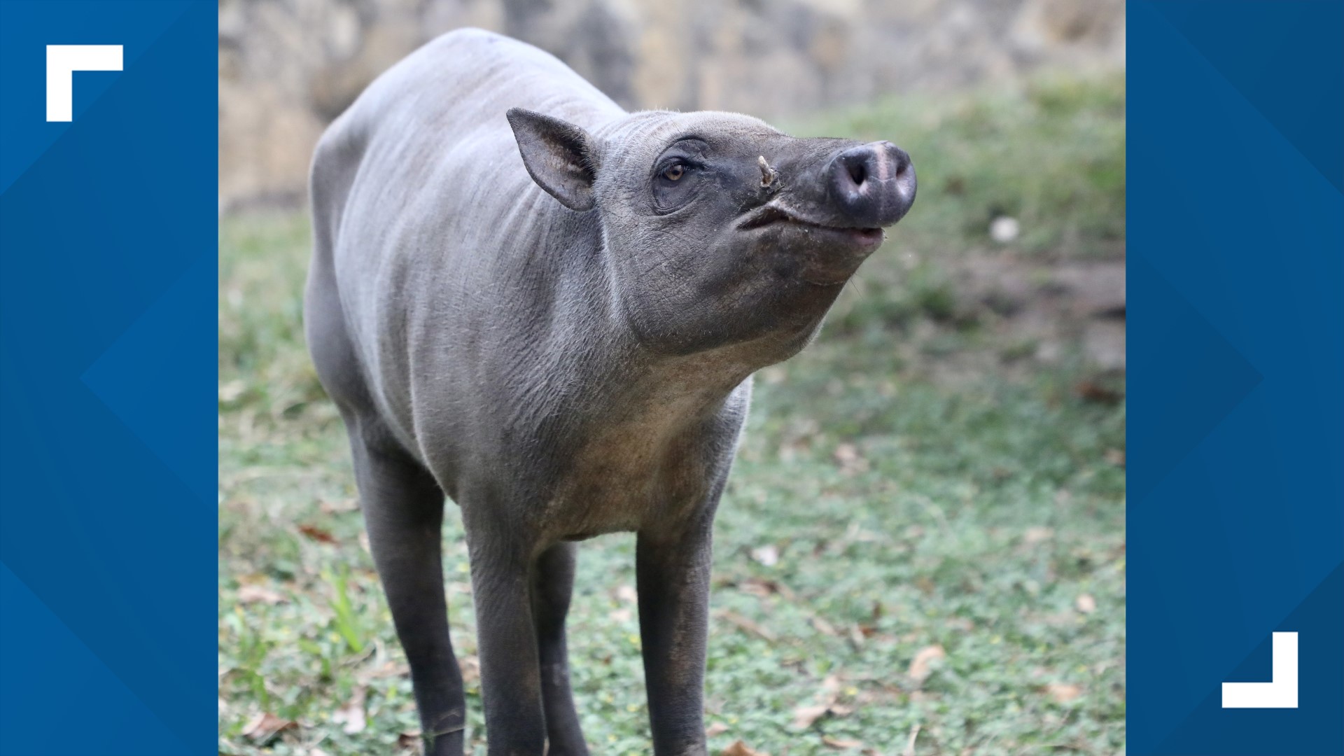 Baby babirusa, or deer pig, born at Texas zoo | kens5.com
