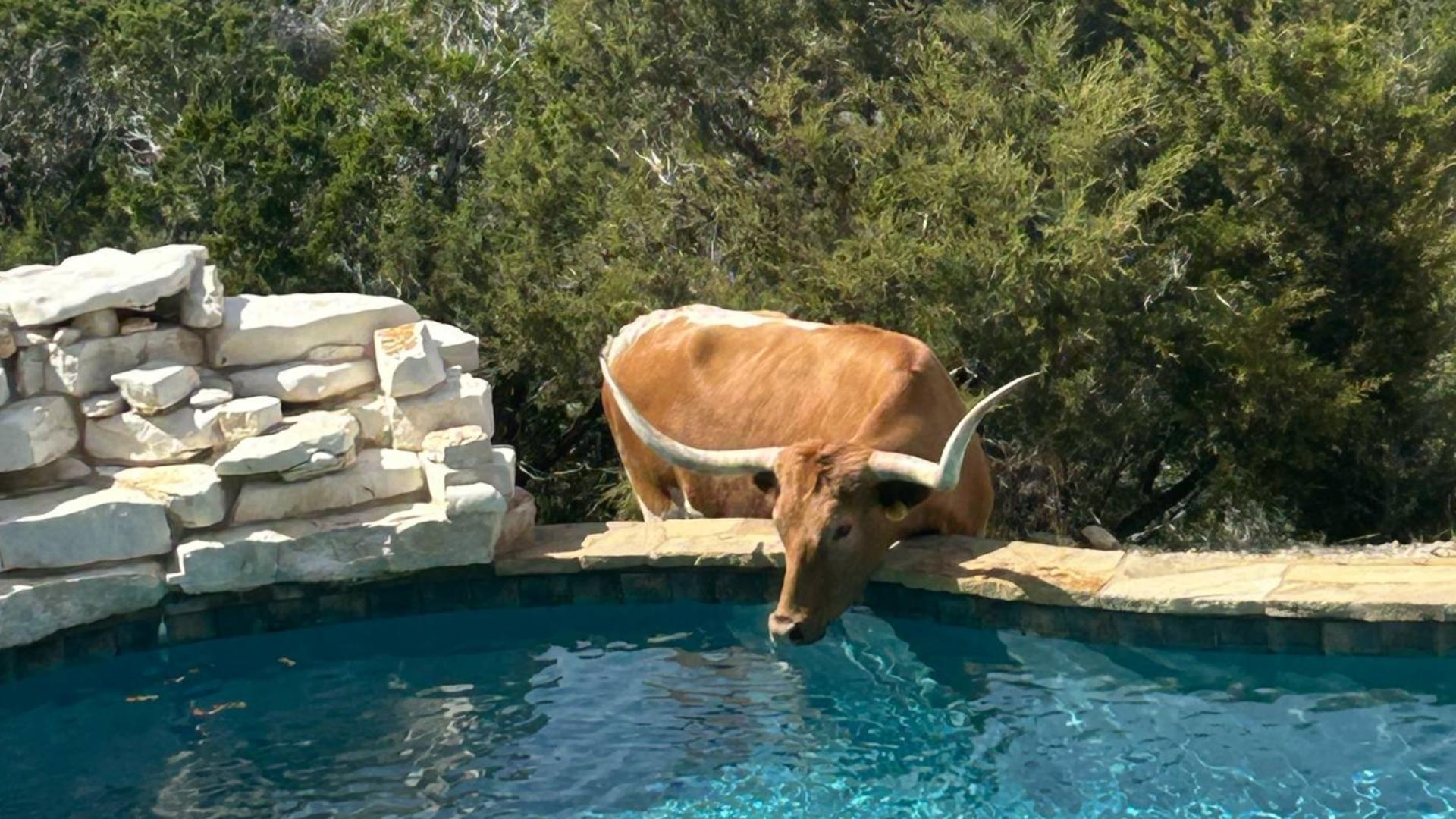 Totally Texas | Longhorn cattle in Dripping Springs mosey up to pool ...