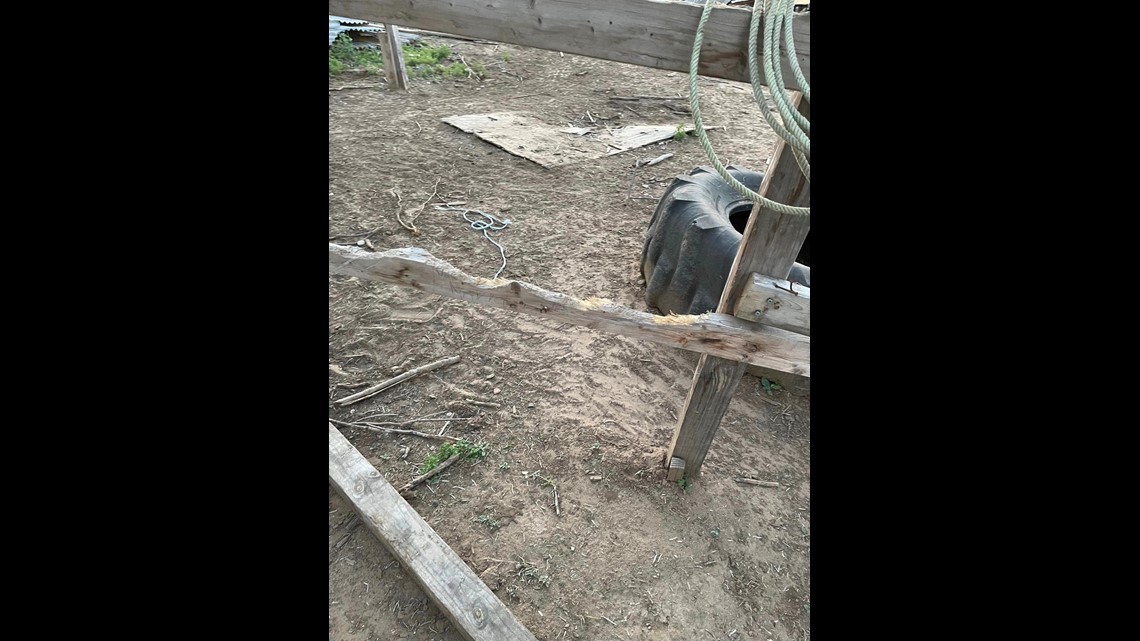 Horses rescued from deplorabel conditions, no food or water | kens5.com