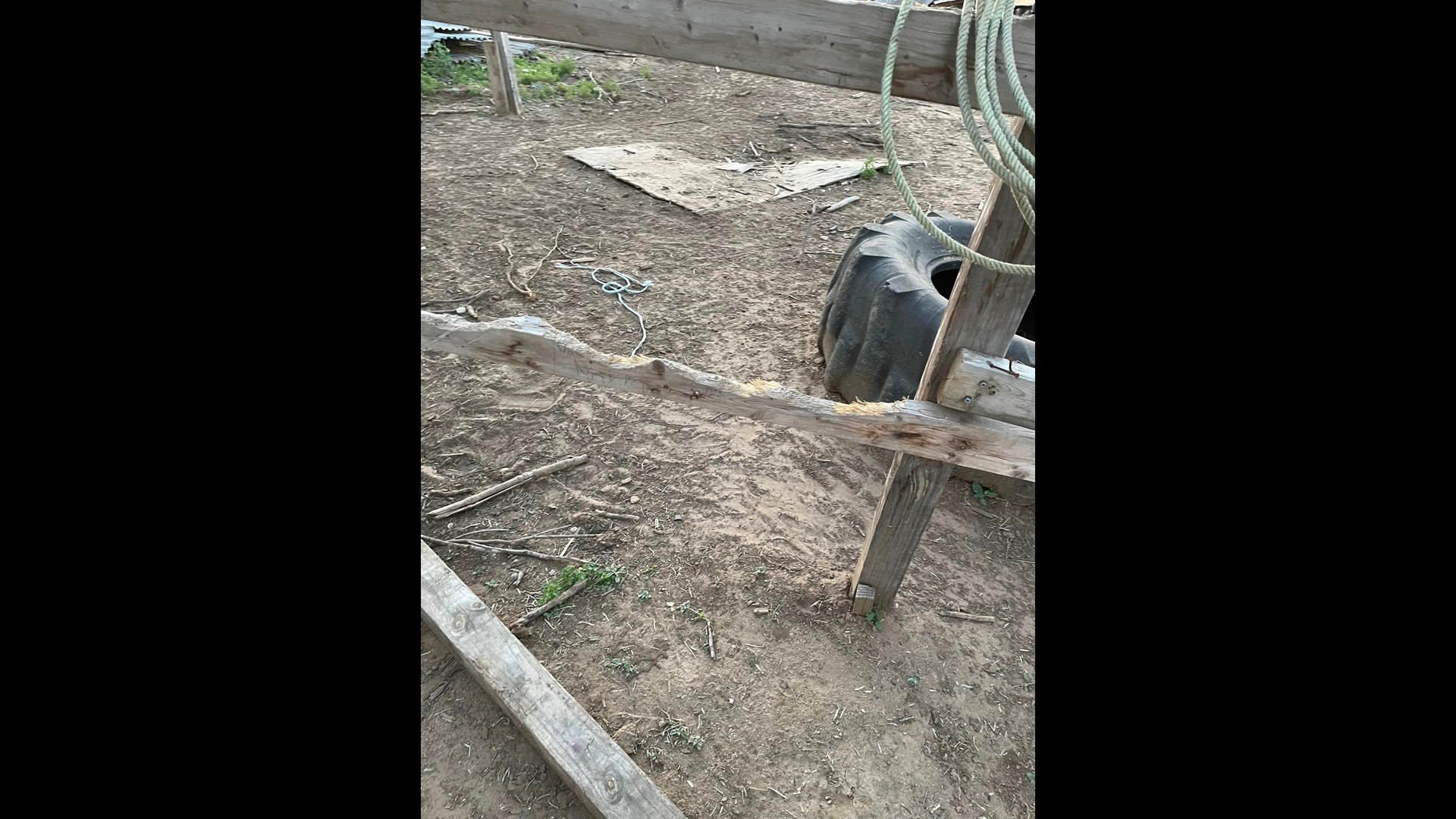 Horses rescued from deplorabel conditions, no food or water | kens5.com