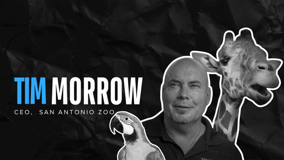 Raining Threes: San Antonio Zoo CEO Tim Morrow discusses new gorilla ...