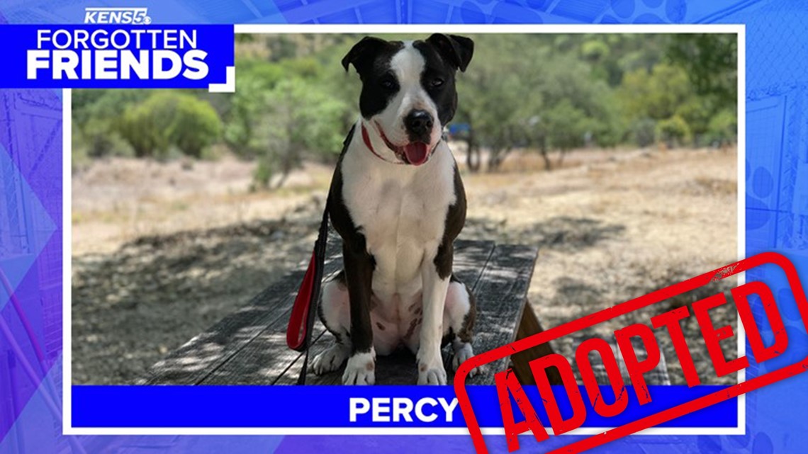 Percy has been at shelter for 385 days | kens5.com