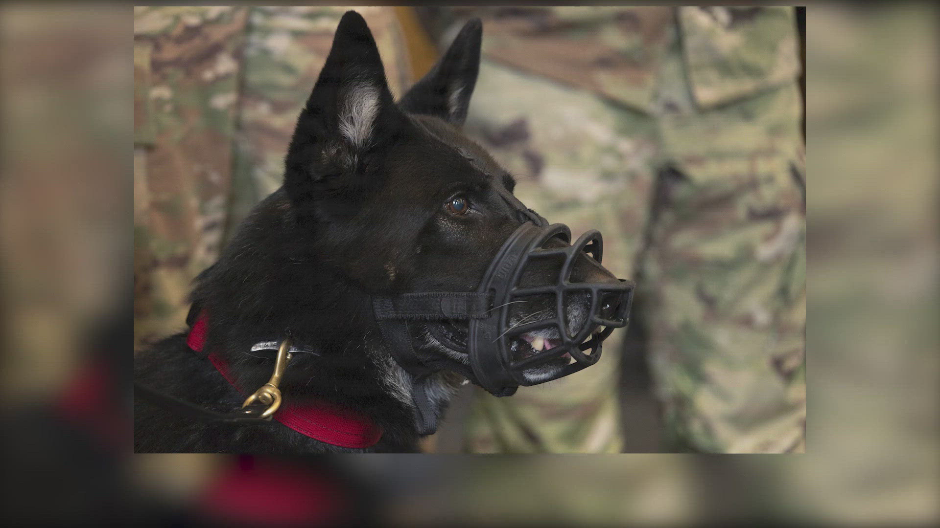 Military K9 Marco retiring after seven years at JBSA-Randolph | kens5.com