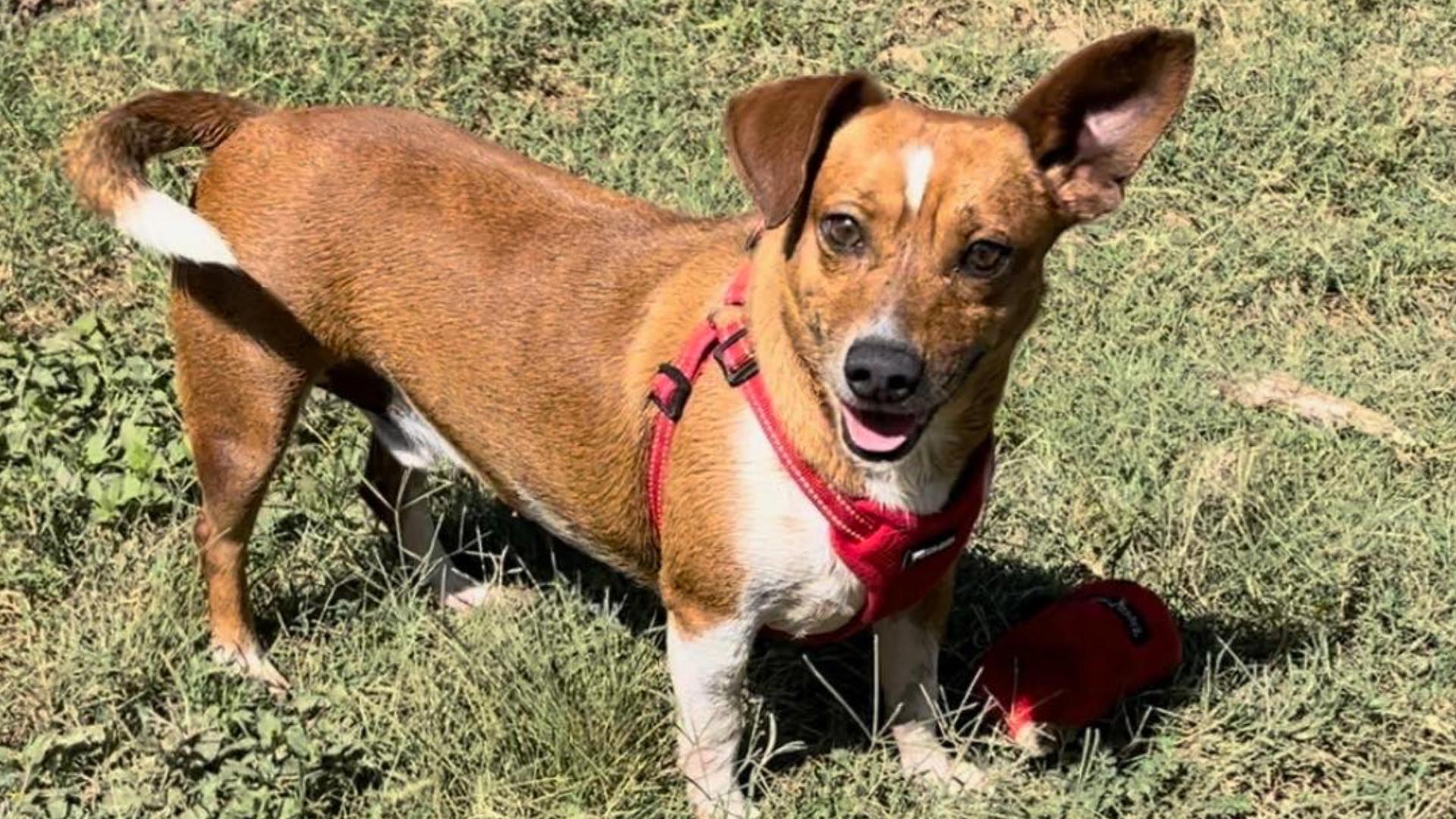 Forgotten Friends | Happy dog named Nash has a BIG personality | kens5.com
