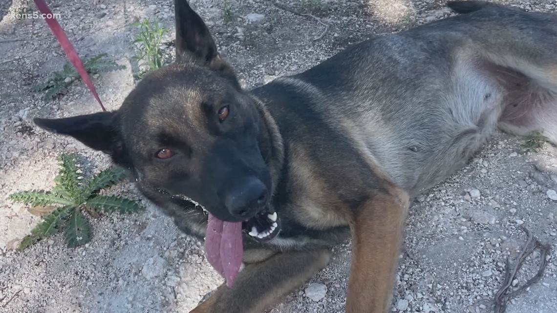 Rescued stray dog trains for life of service | kens5.com