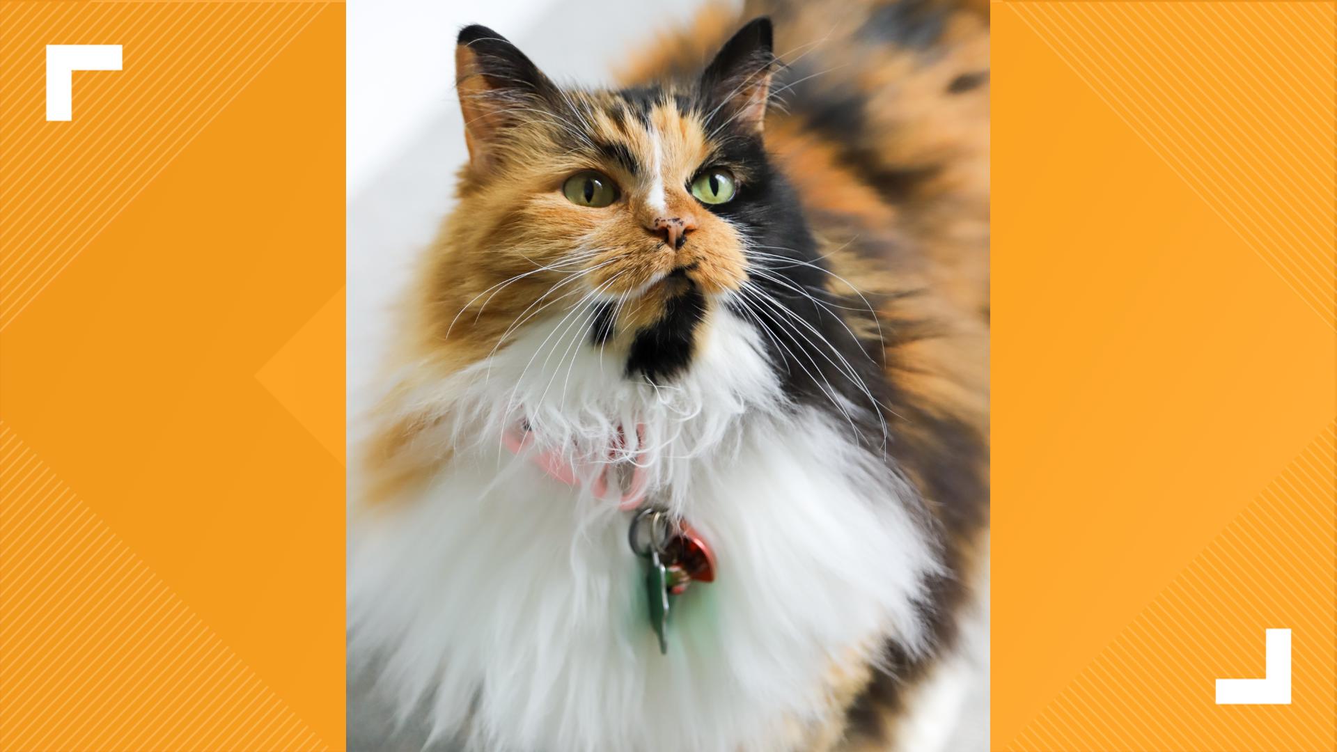 Celebrate Alamo Cat Bella's 10th Birthday with Fiesta Medal | kens5.com