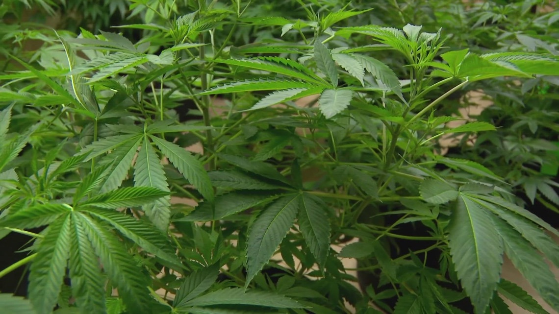 Texas Senate taking up SB3, which would ban all forms of THC | kens5.com