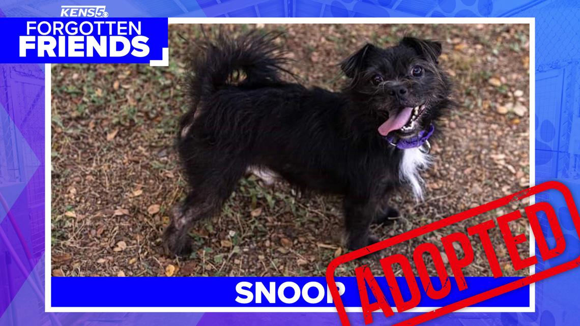 Forgotten Friends | Spunky dog named Snoop loves everybody! | kens5.com
