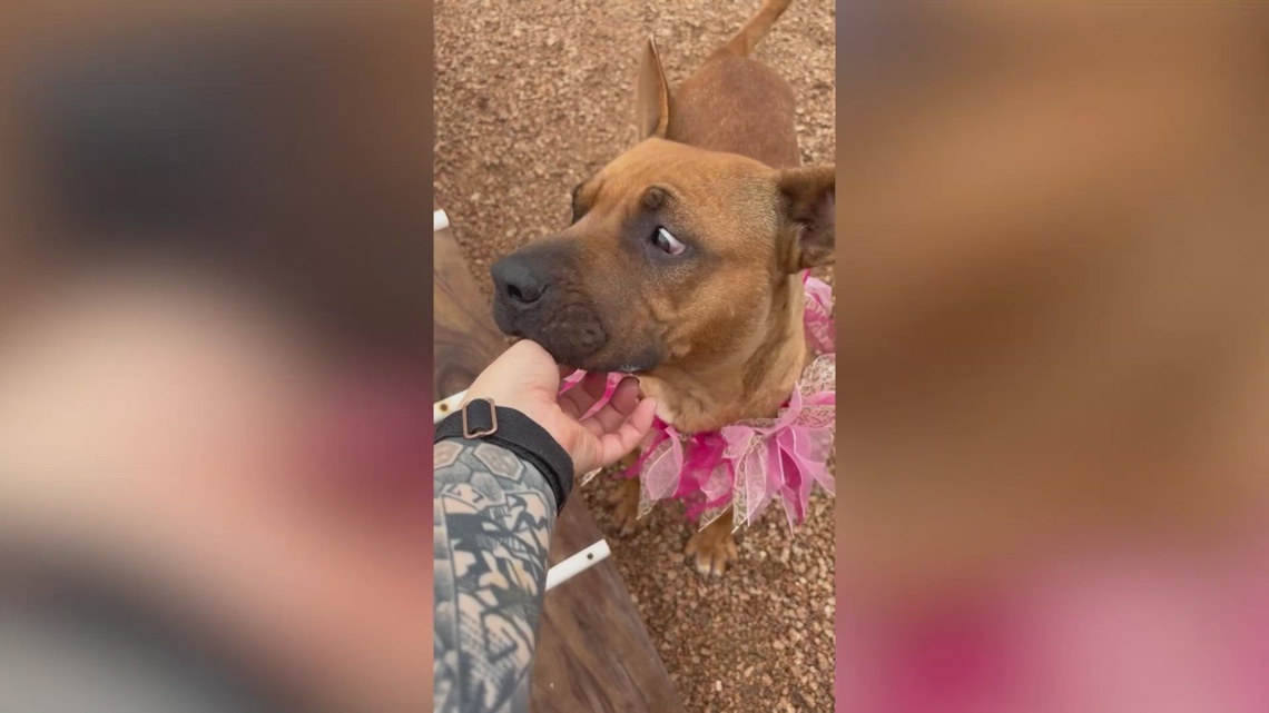 Petunia is ready for a fresh start after saving her puppies | Forgotten ...