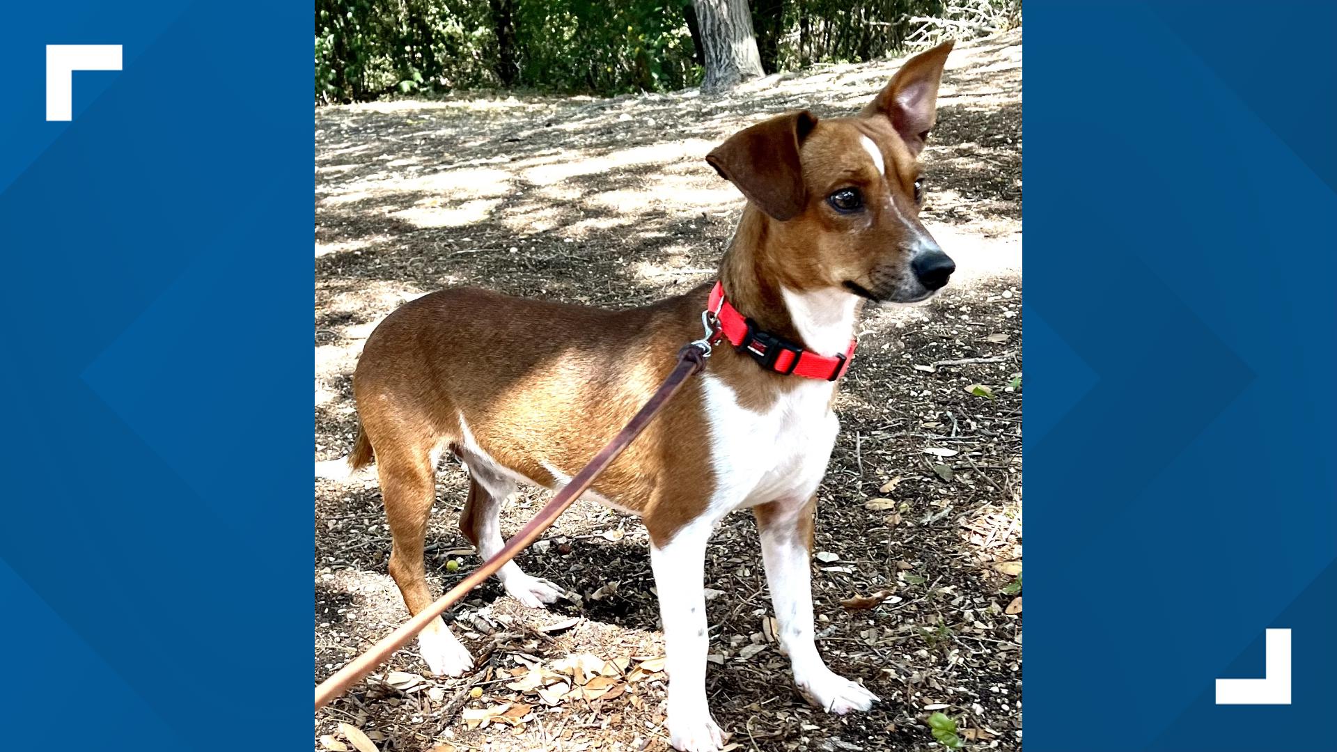 Forgotten Friends | Happy dog named Nash has a BIG personality | kens5.com