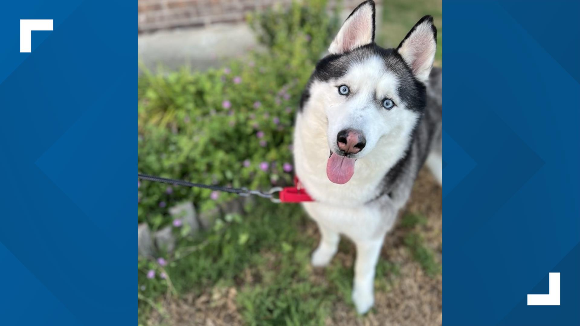 Husky named Alamo would be perfect dog for family with kids | kens5.com
