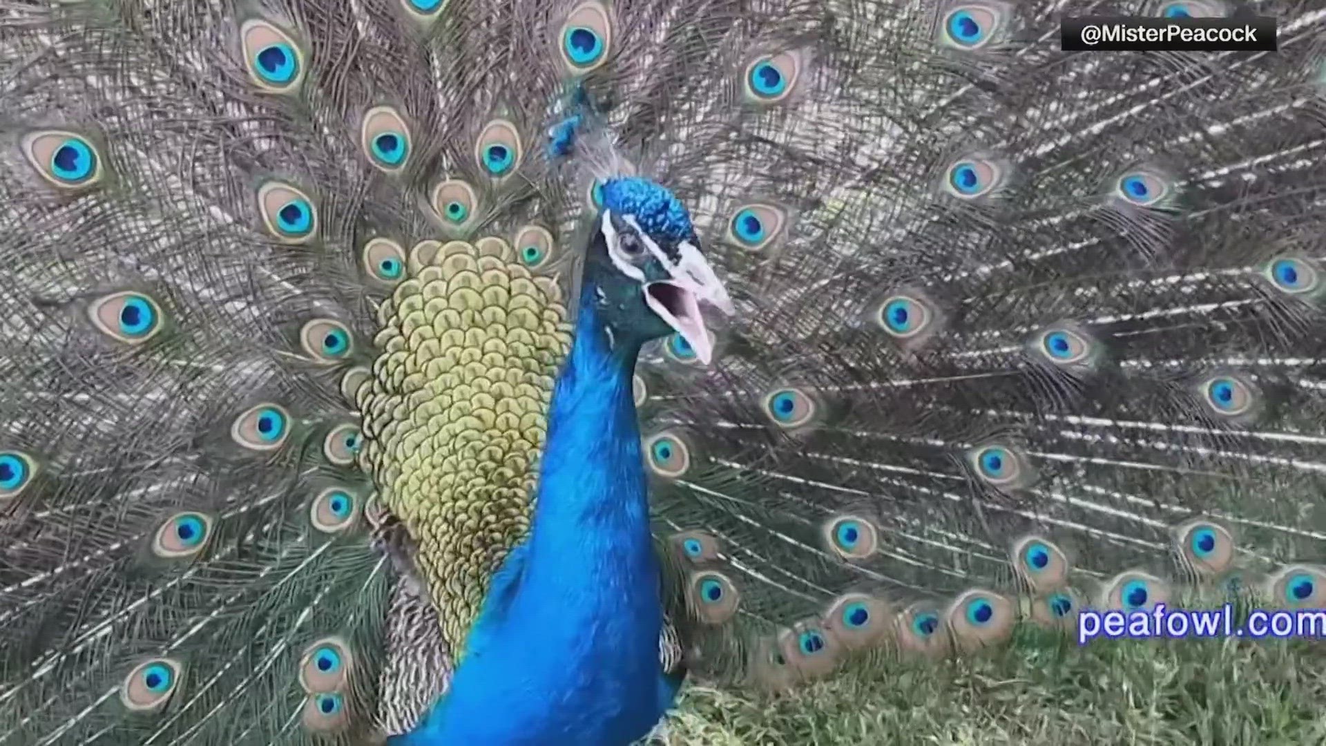Florida village overun by peacocks has new strategy to deal with them | kens5.com