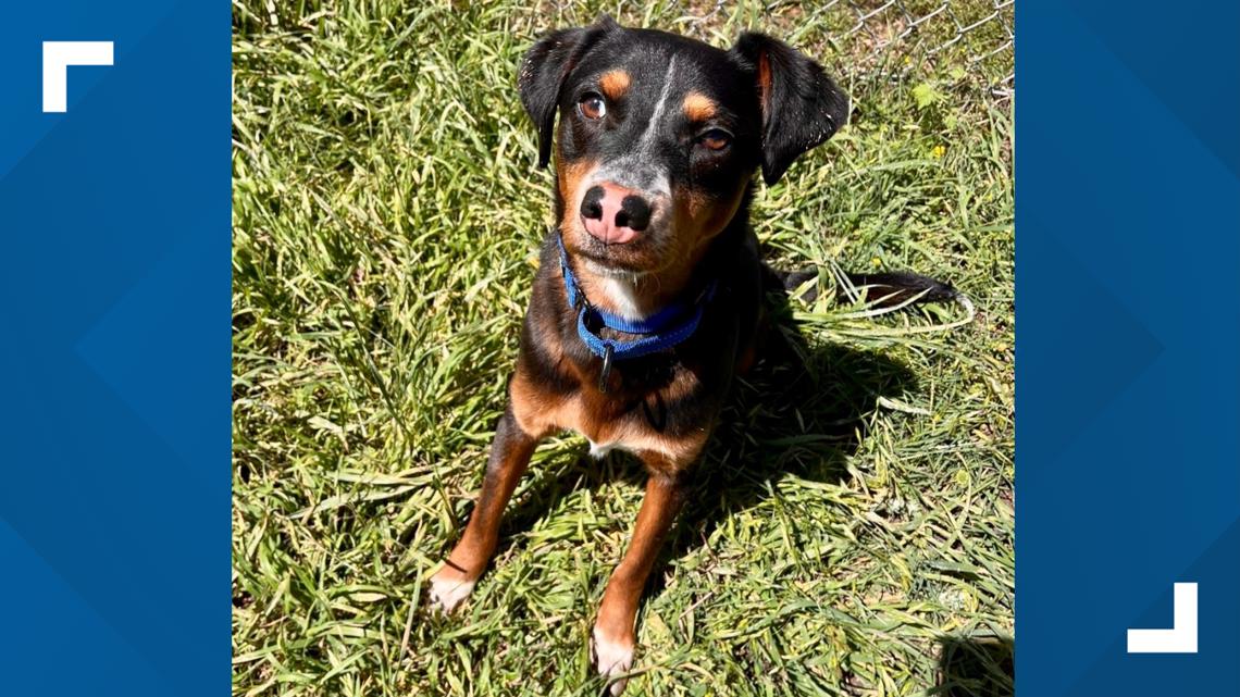 Help Neo, a 2-year-old dog, find his loving forever home | kens5.com
