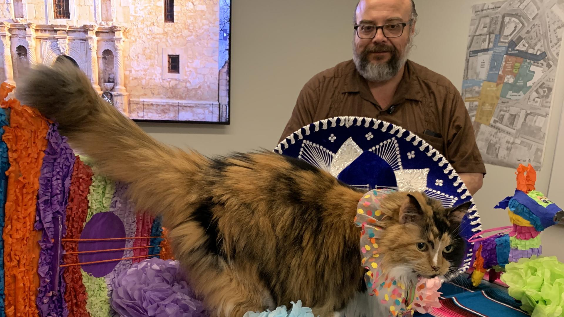 Celebrate Alamo Cat Bella's 10th Birthday with Fiesta Medal | kens5.com