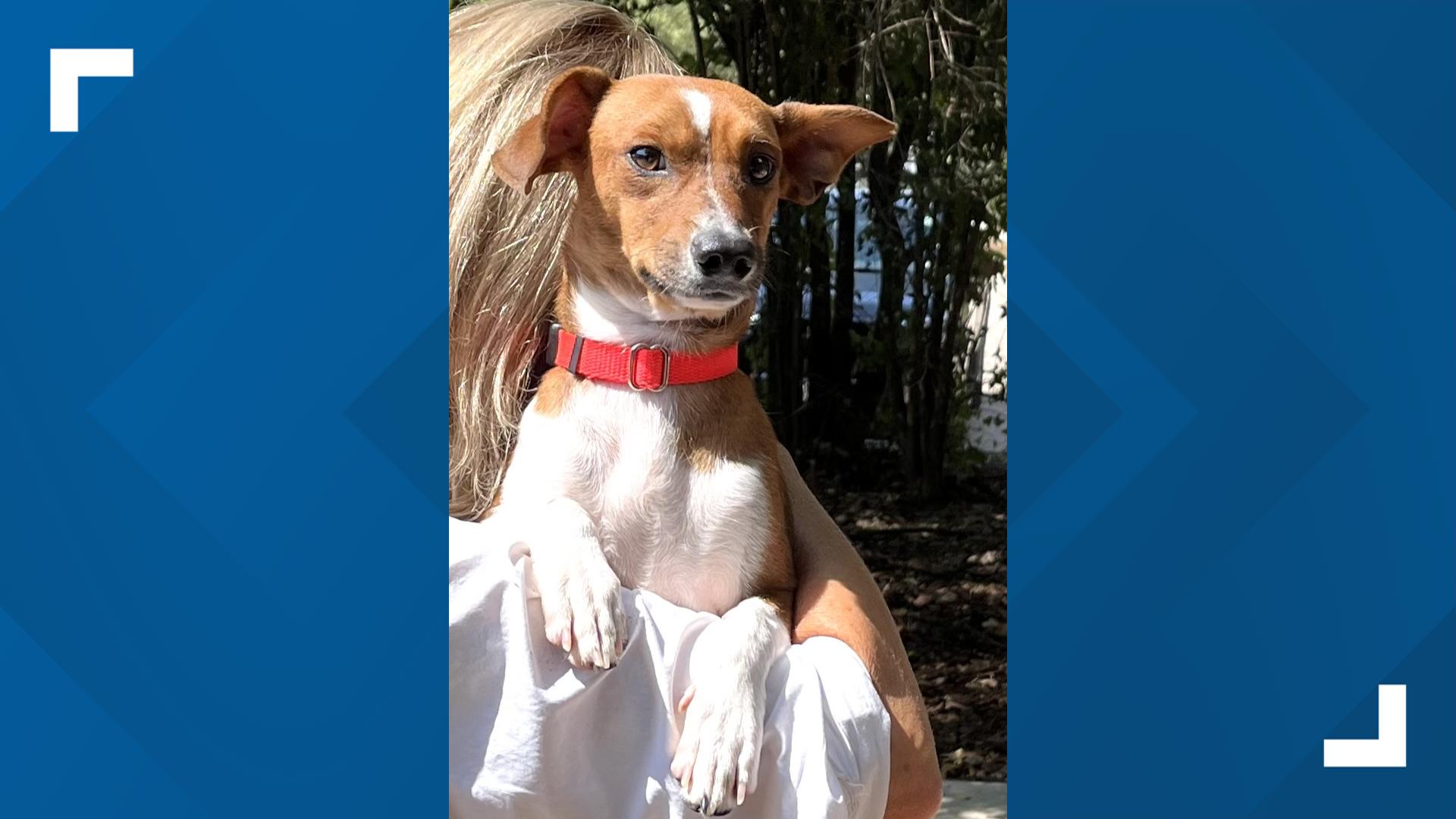 Forgotten Friends | Happy dog named Nash has a BIG personality | kens5.com