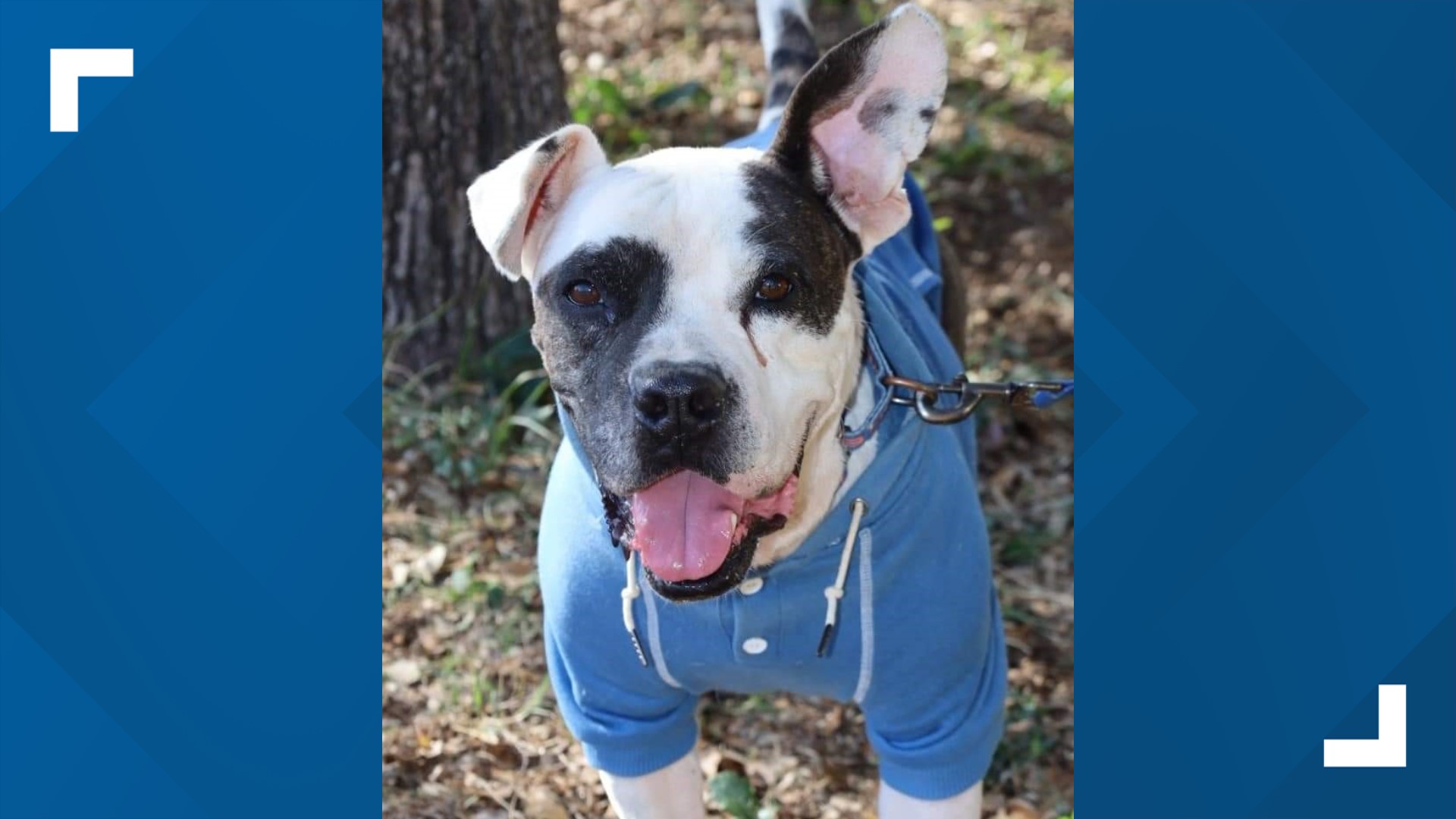 Patches was saved from certain death in east by God's Dogs Rescue ...