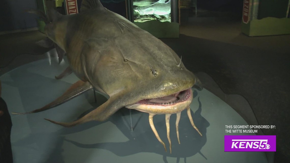 Monster Fish Exhibit | Great Day SA | kens5.com