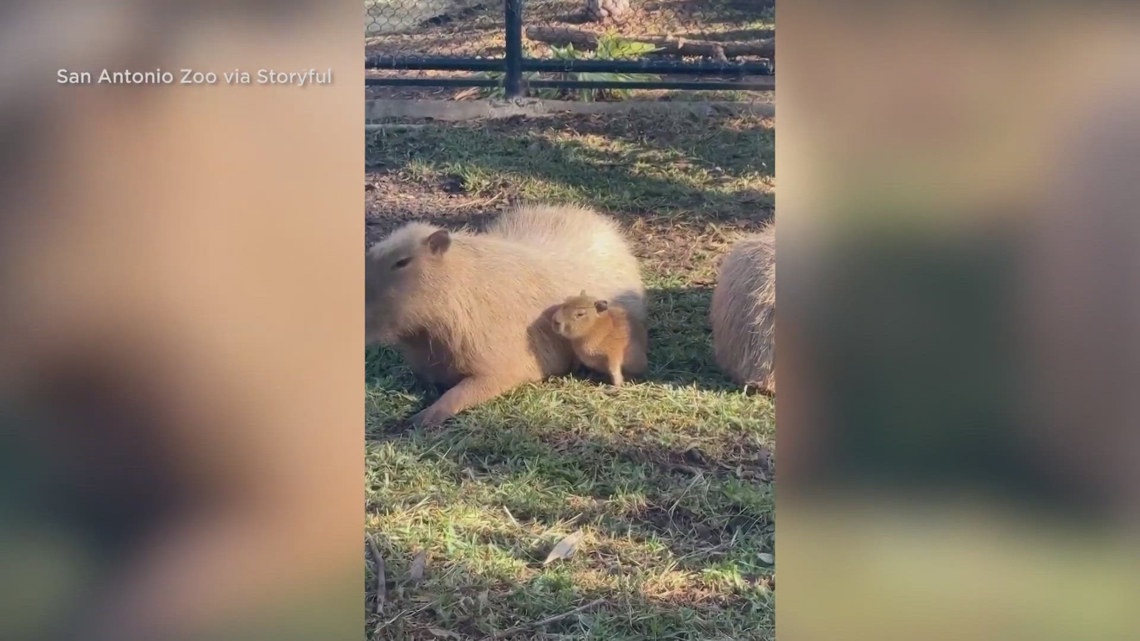World's largest rodent gets their turn as holiday season's Most Popular ...