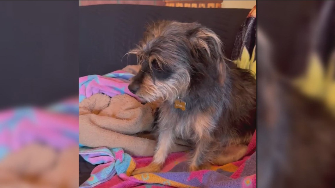 Veterinarian weighs in after dogs ingest meth at Ocean Beach | kens5.com