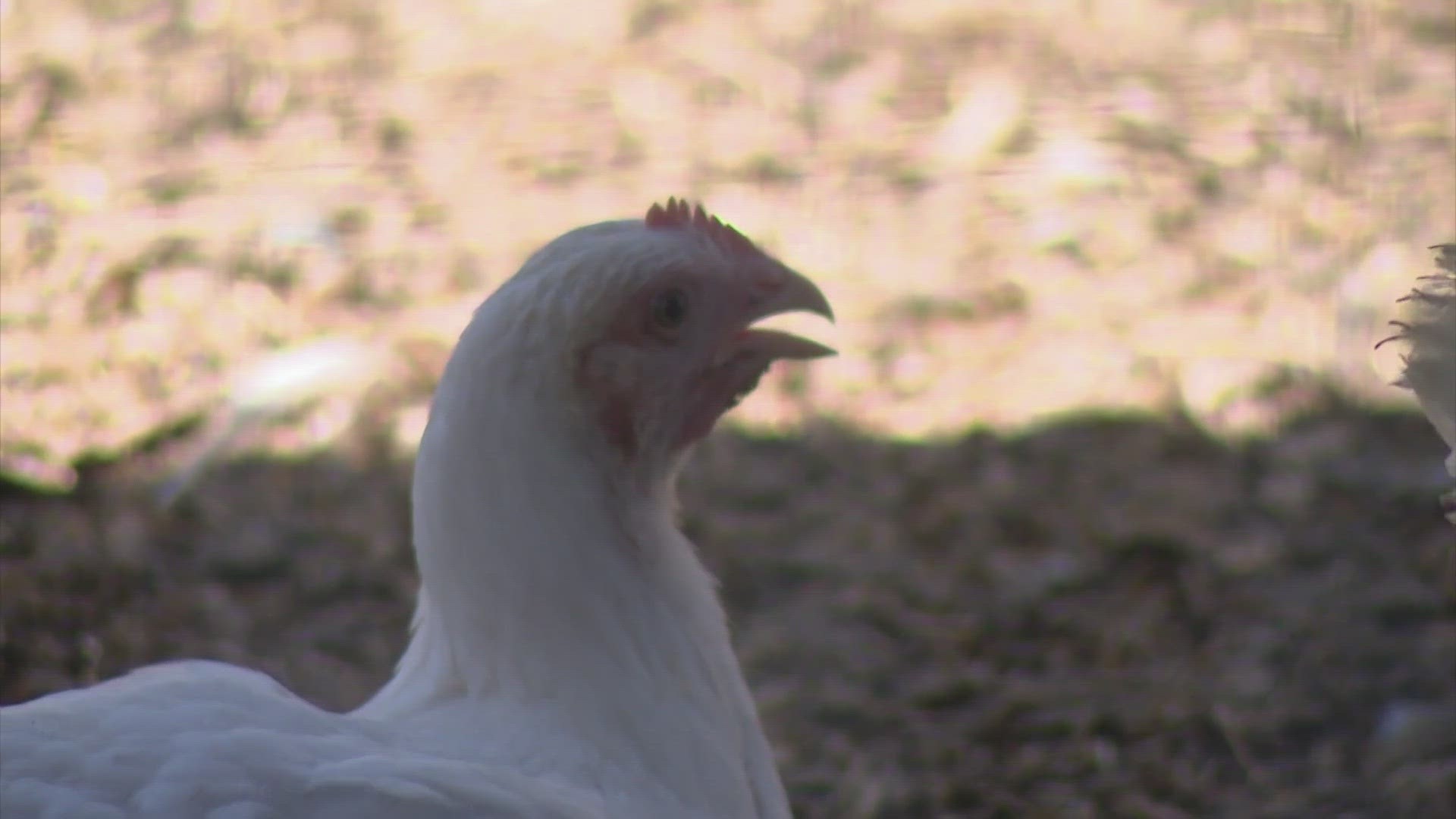 Texas farmers losing chickens and eggs due to extreme heat | kens5.com