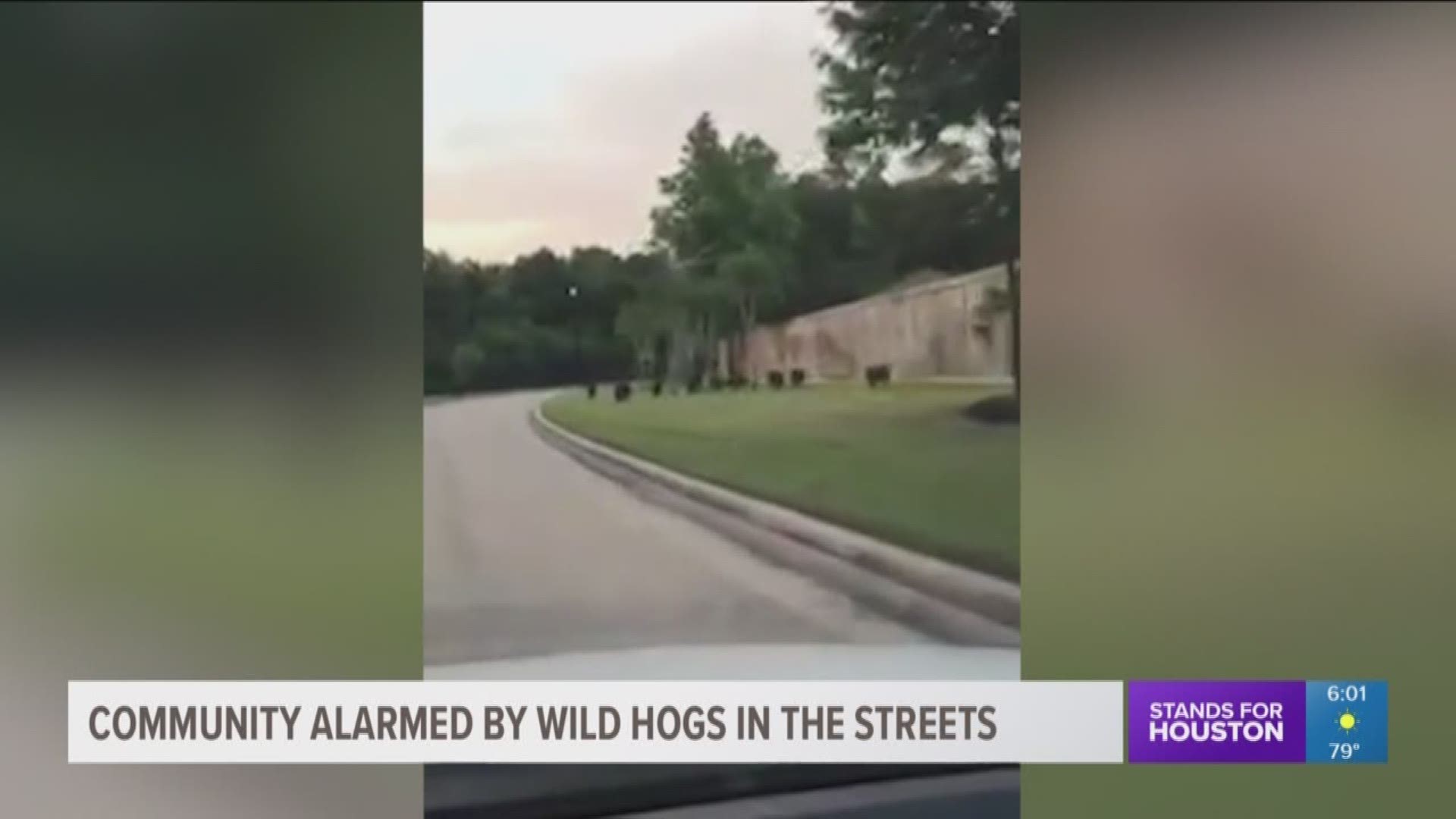 Wild hogs captured on video running through Spring neighborhood | kens5.com