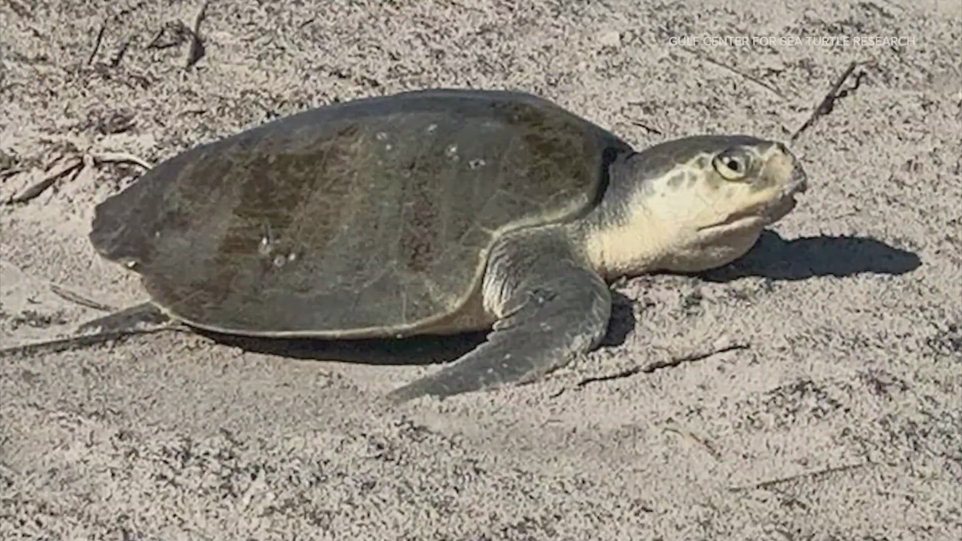 Sea turtle spotted nesting at Galveston state park | Texas news | kens5.com
