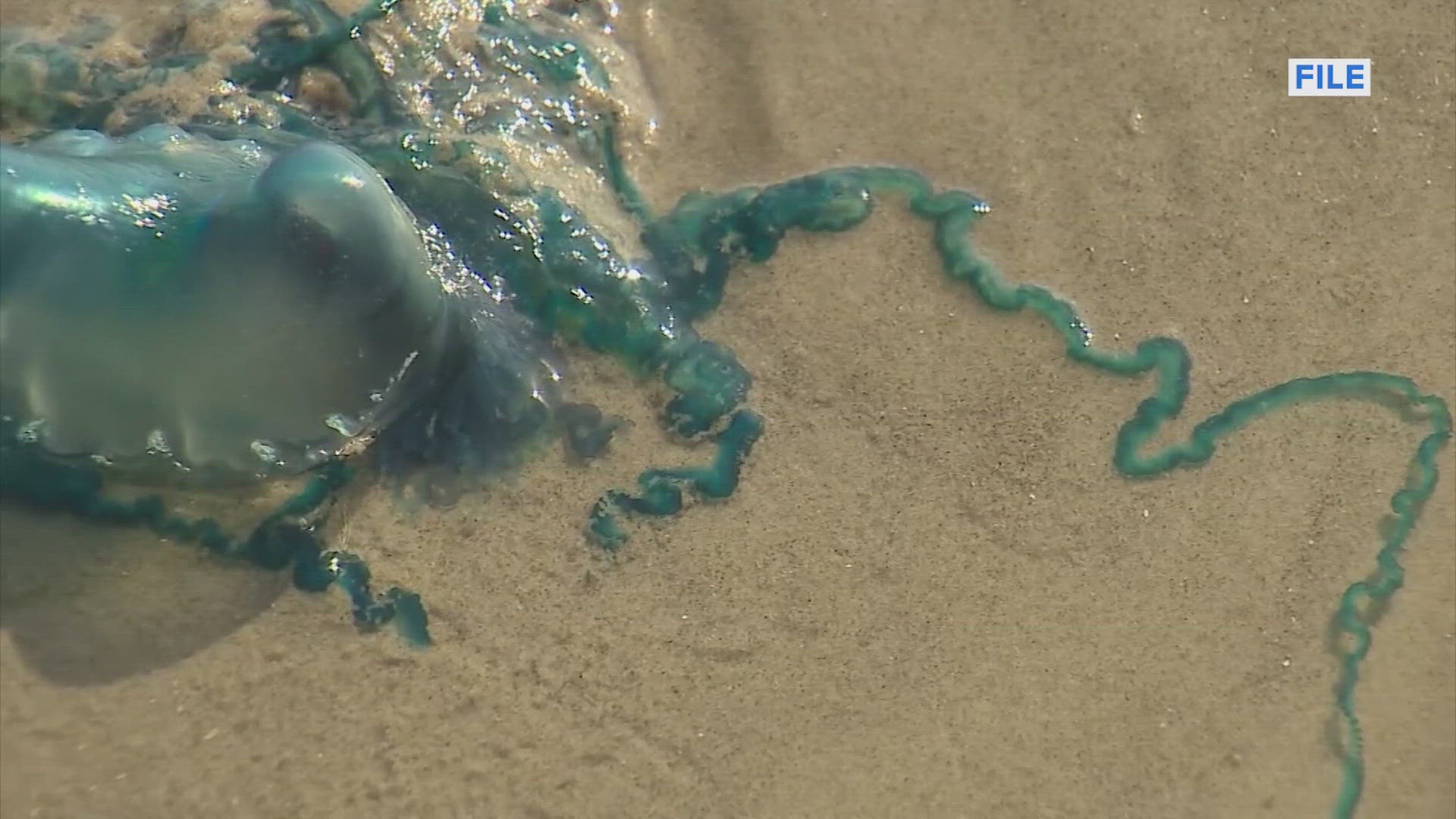 Stinging creatures on beaches in Galveston | kens5.com