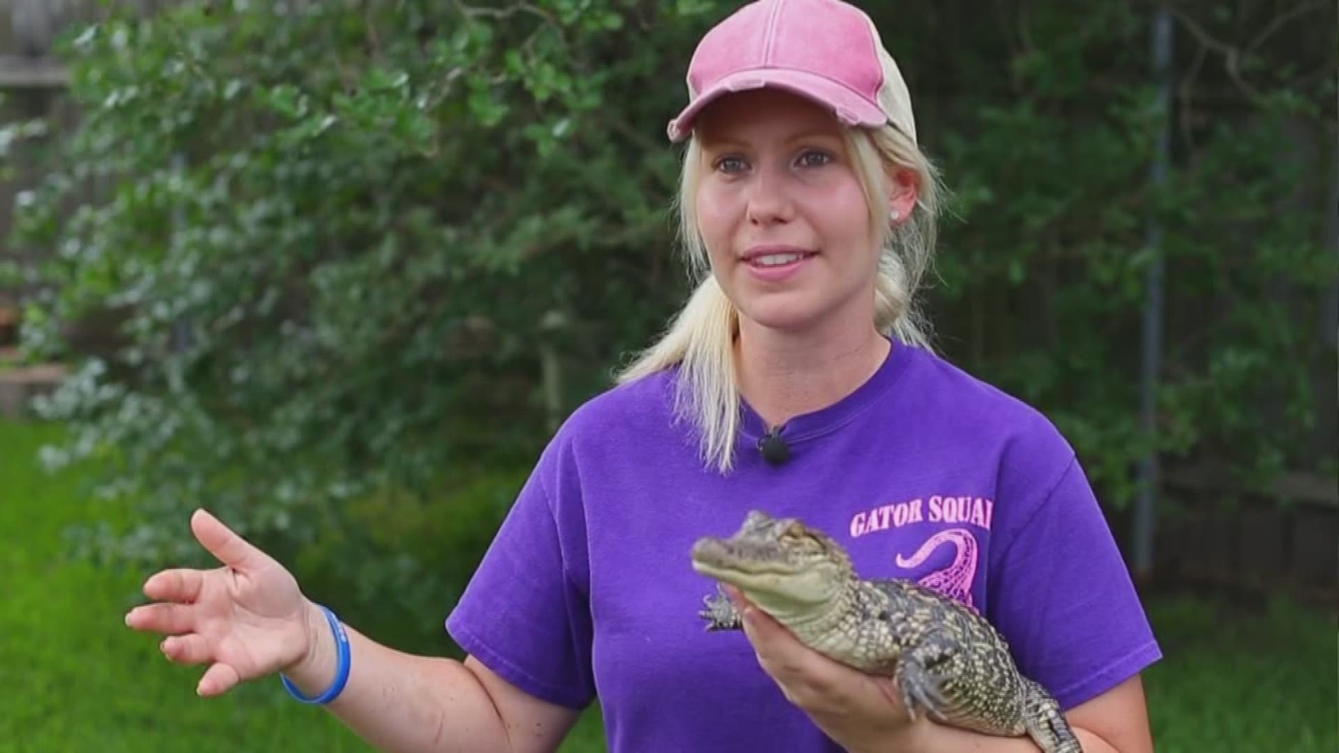 'Gator season' means more potential encounters in Houston area | kens5.com