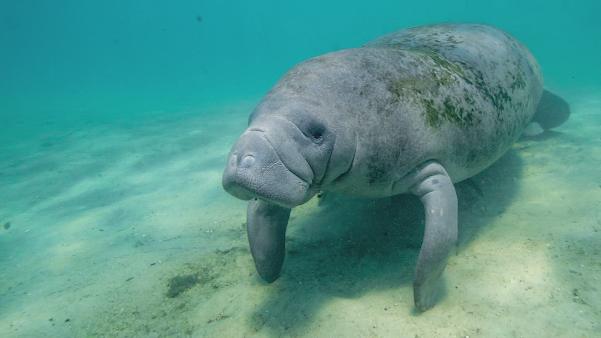 Rare manatee sighting halts TxDOT ferry project along Texas coast ...