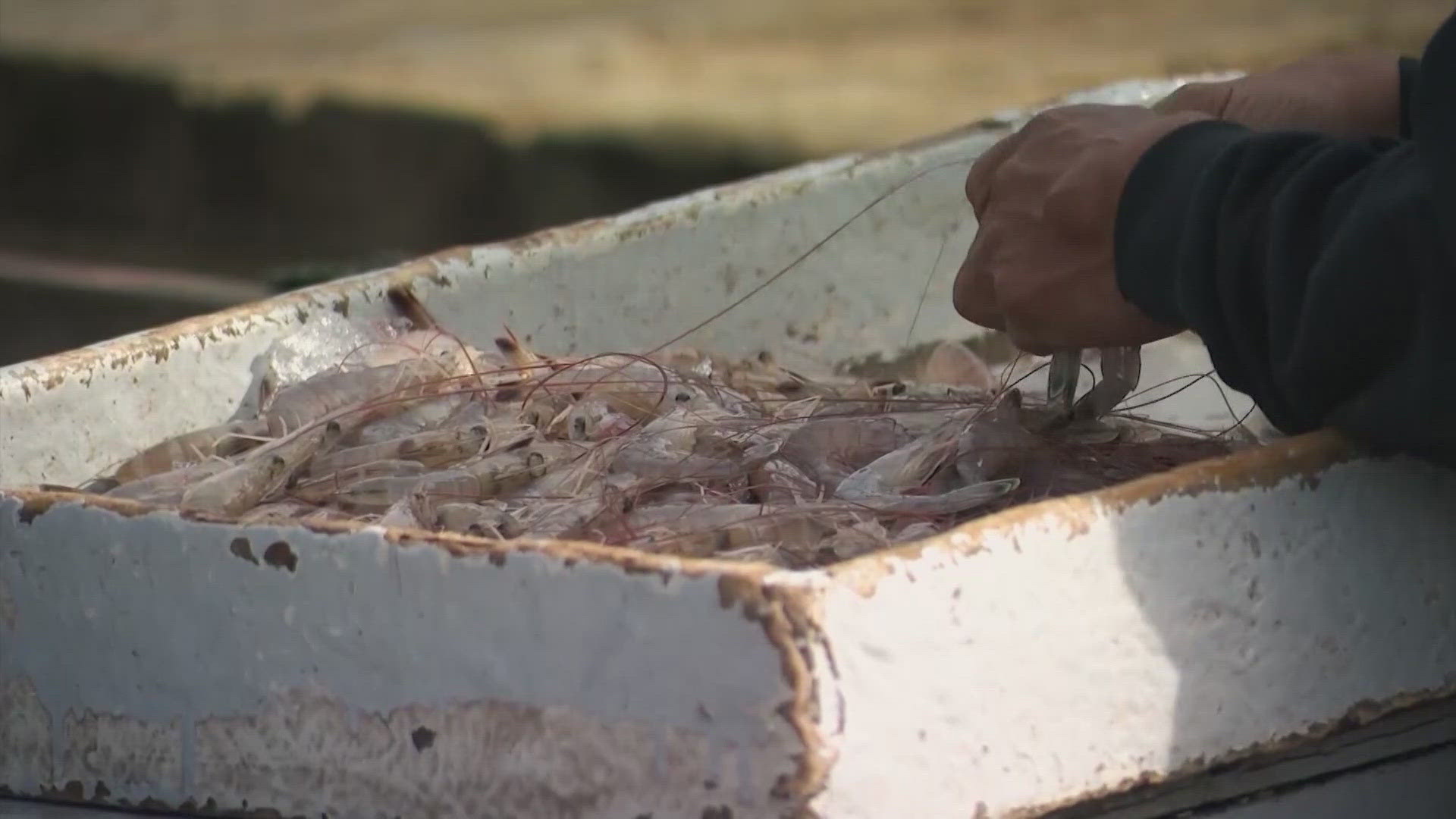 What DNA tests reveal about shrimp served at Galveston, Texas ...