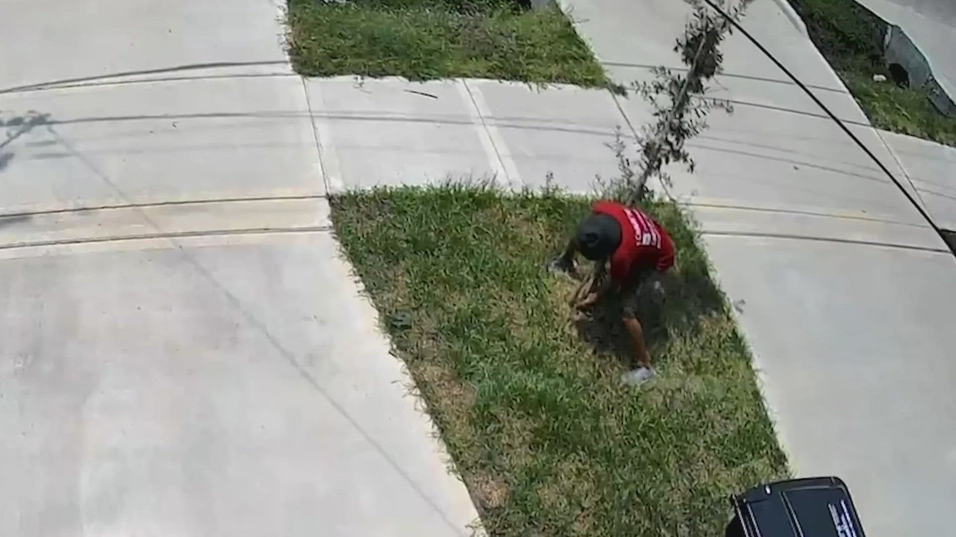 VIDEO: Who's stealing trees from the ground in Houston, Texas? | kens5.com