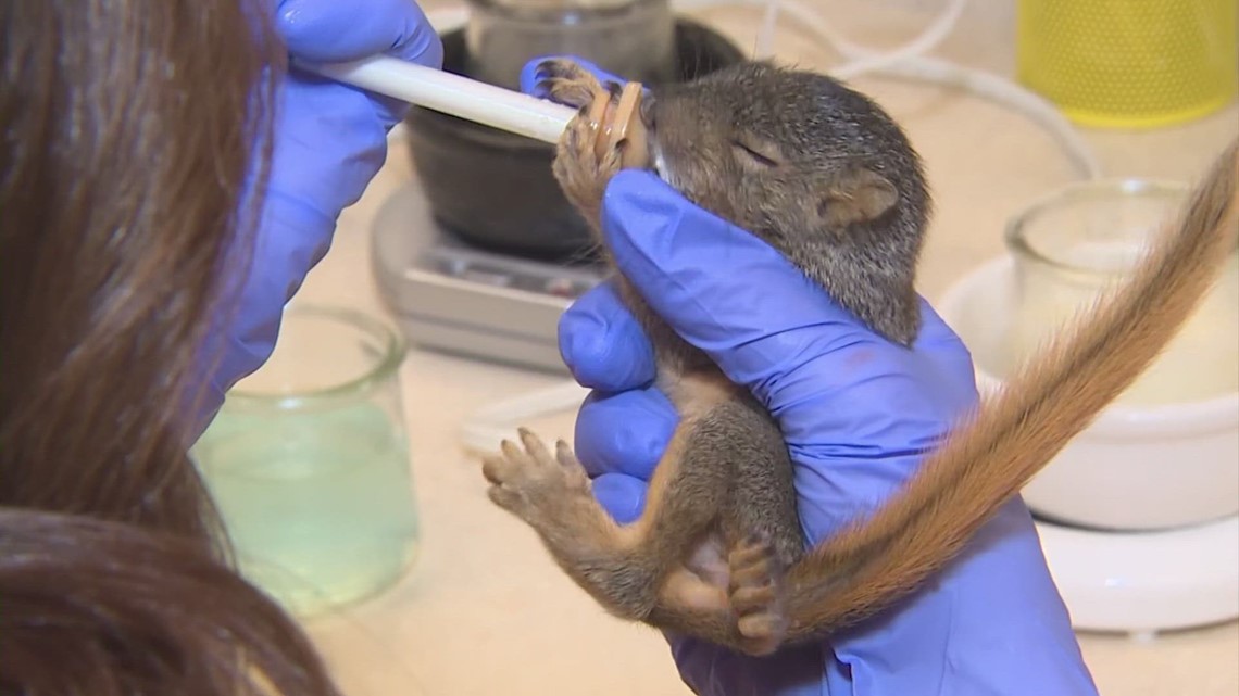Houston SPCA Wildlife Center squirrel volunteers needed | kens5.com