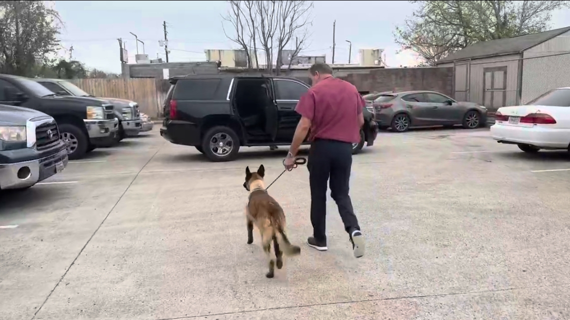 K-9 dog in manhunt is released from the hospital | kens5.com