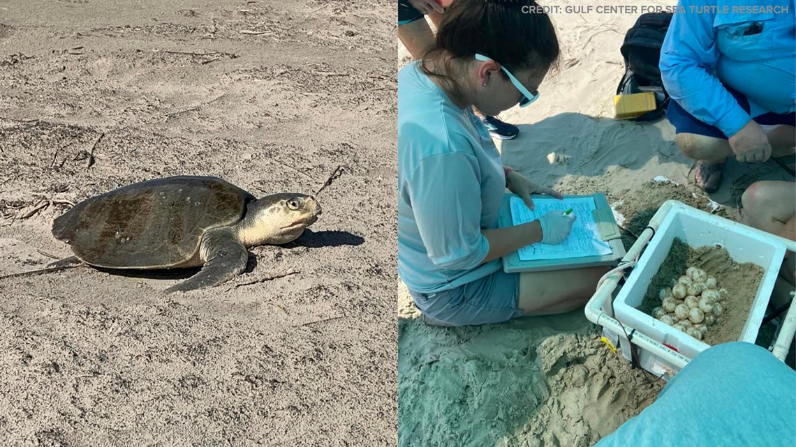 Sea turtle spotted nesting at Galveston state park | Texas news | kens5.com