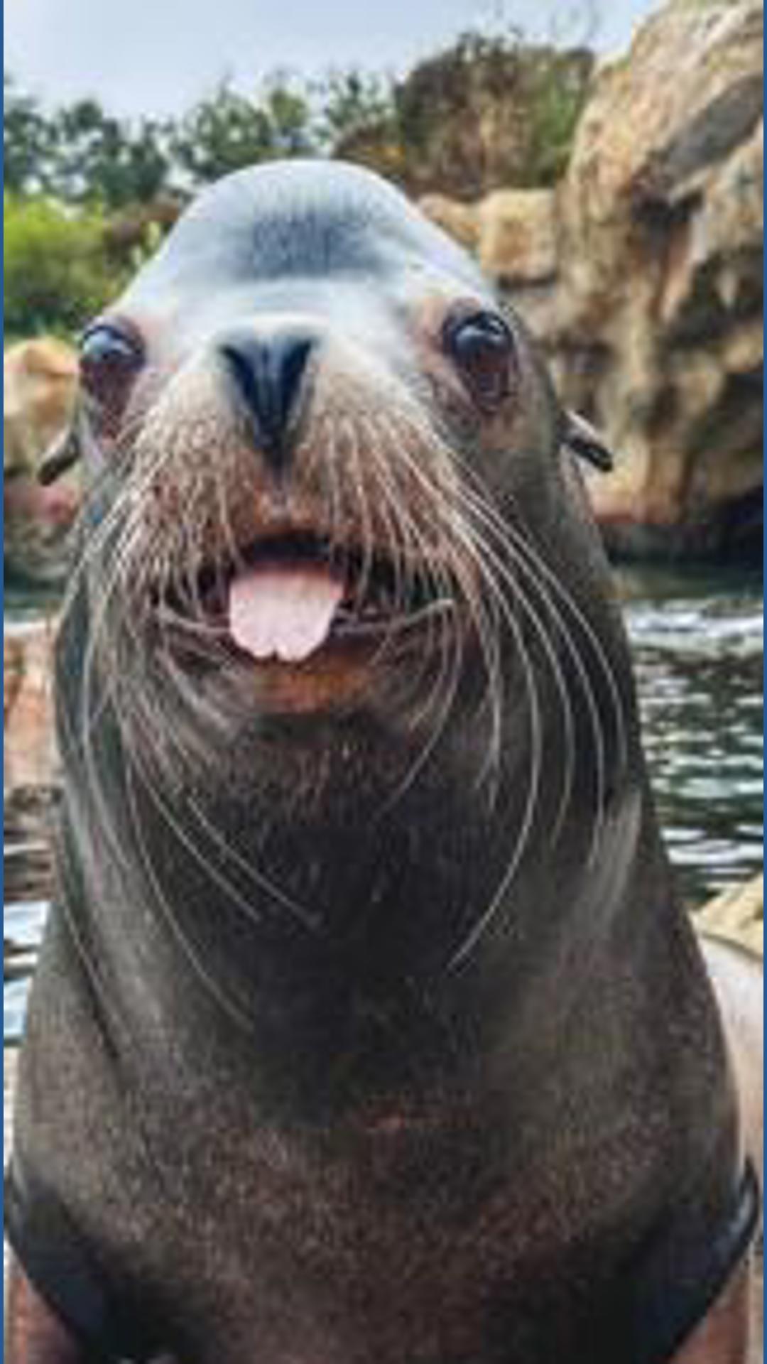 Gentle giant of the Gulf Coast: Houston Zoo mourns loss of beloved sea ...